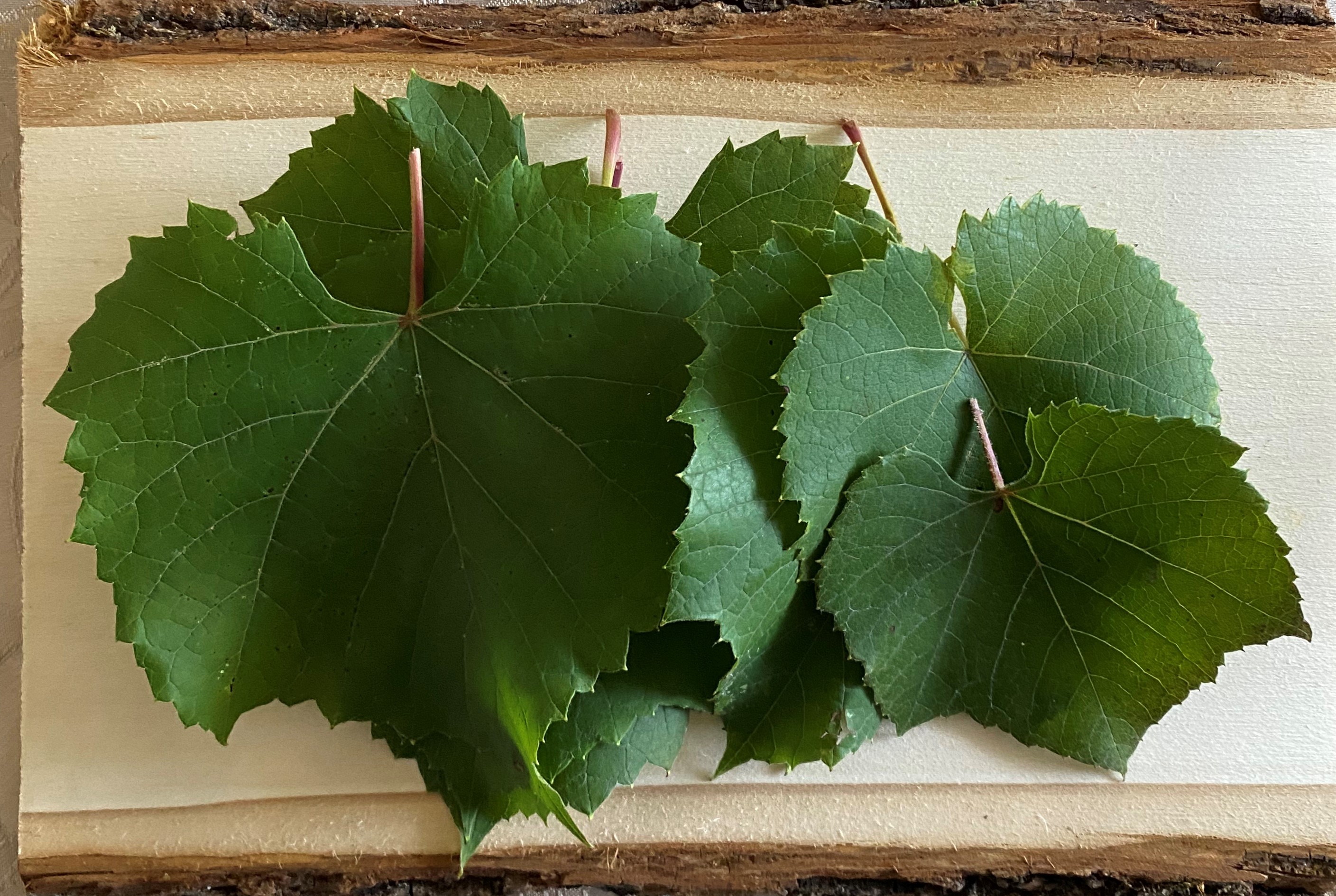 organic grape leaves – Organic Living/Cooking